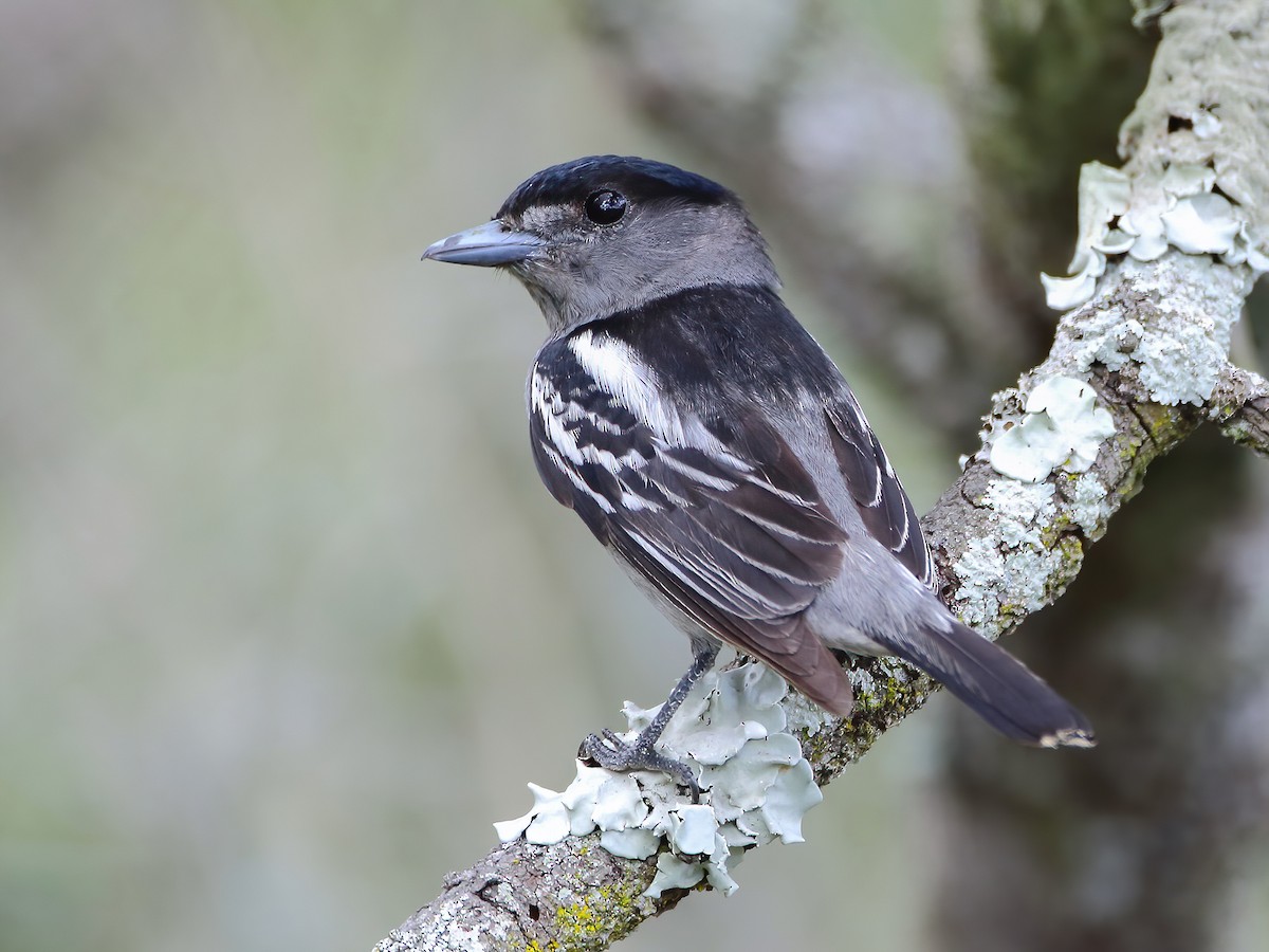 White-winged Becard - Pachyramphus polychopterus - Birds of the World