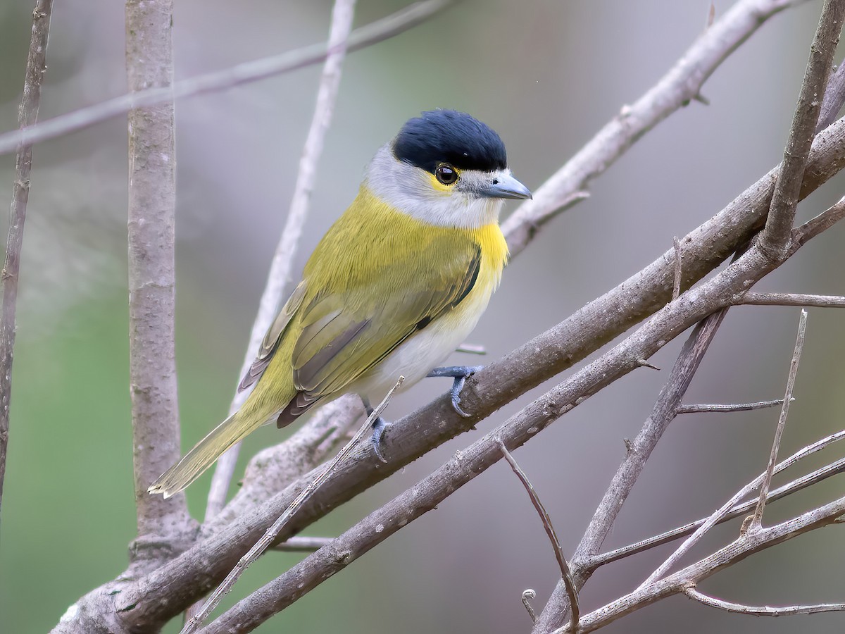 Green-backed Becard - Pachyramphus viridis - Birds of the World