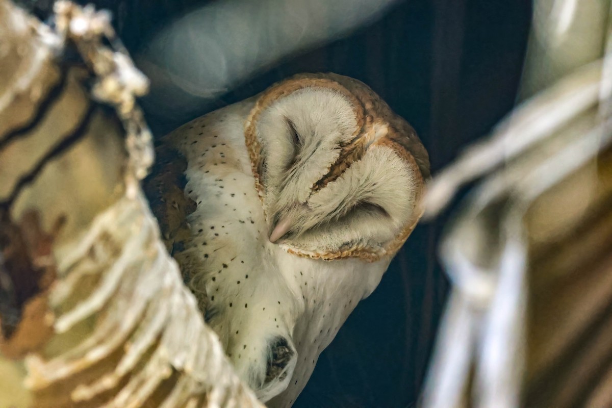 Missouri eBird Checklist - 20 Feb 2023 - Frank G. Bonelli RP ...