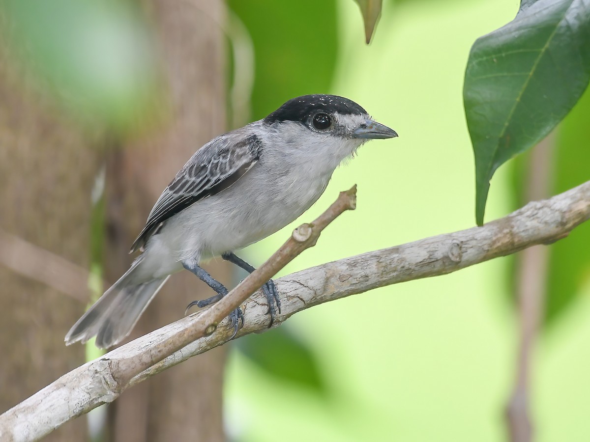 Cinereous Becard - Pachyramphus rufus - Birds of the World