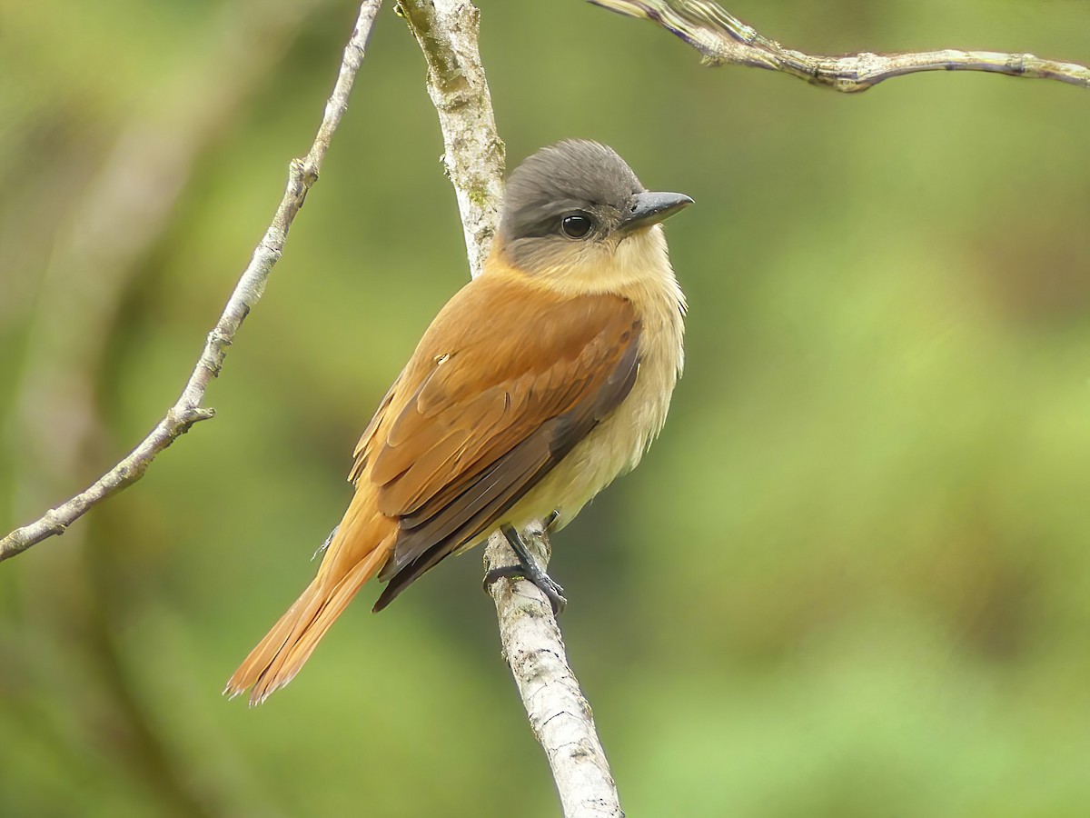 Crested Becard - Pachyramphus validus - Birds of the World