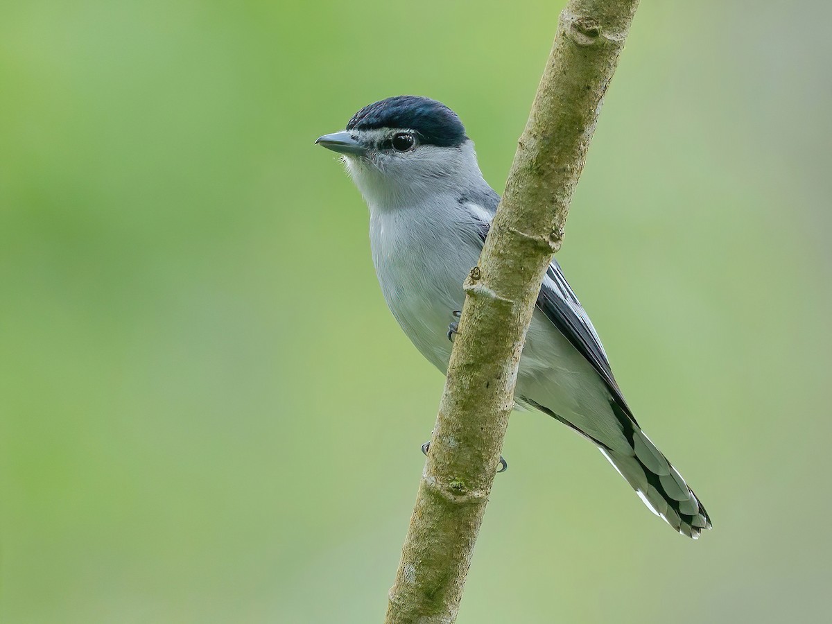 Black-and-white Becard - Pachyramphus albogriseus - Birds of the World