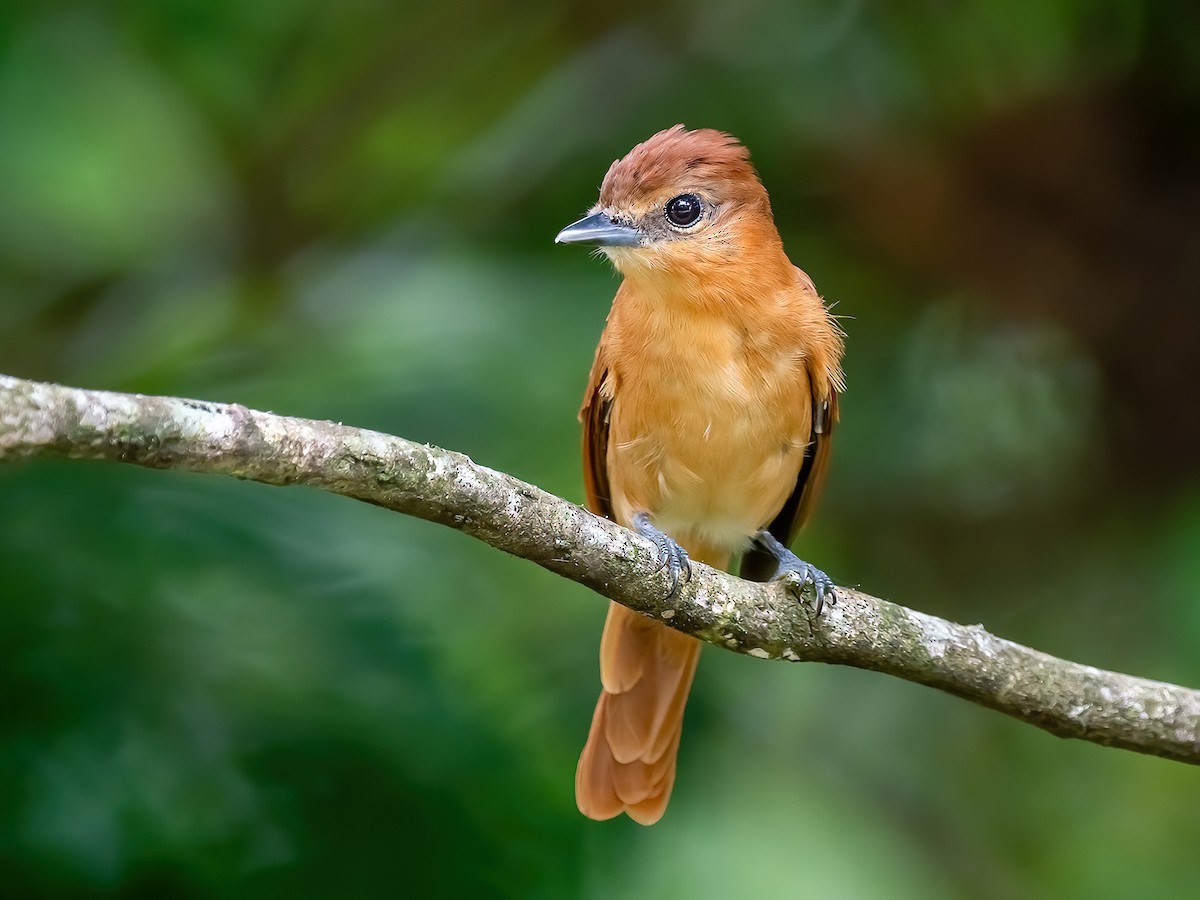 Cinnamon Becard - Pachyramphus cinnamomeus - Birds of the World