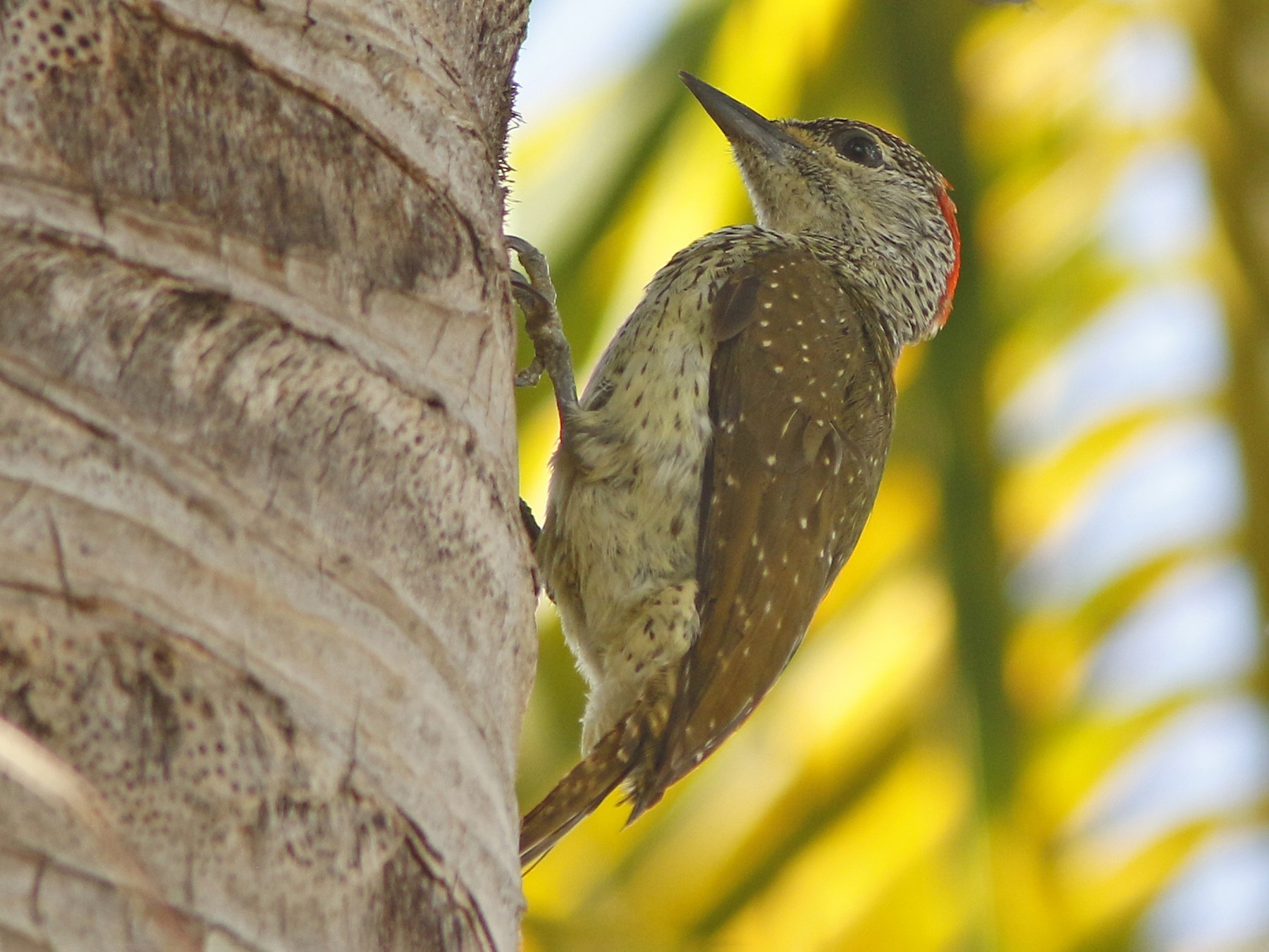 Pito de Mombasa - eBird