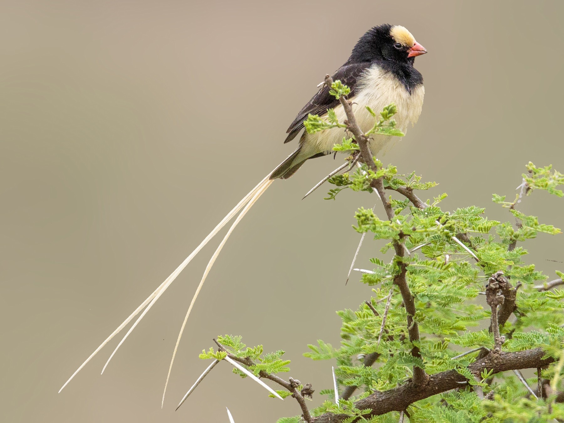 Straw-tailed Whydah - eBird