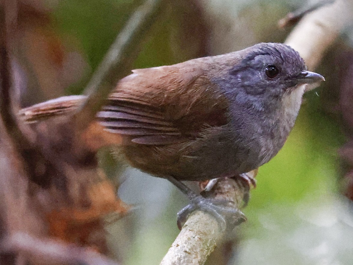 Mountain Illadopsis - eBird