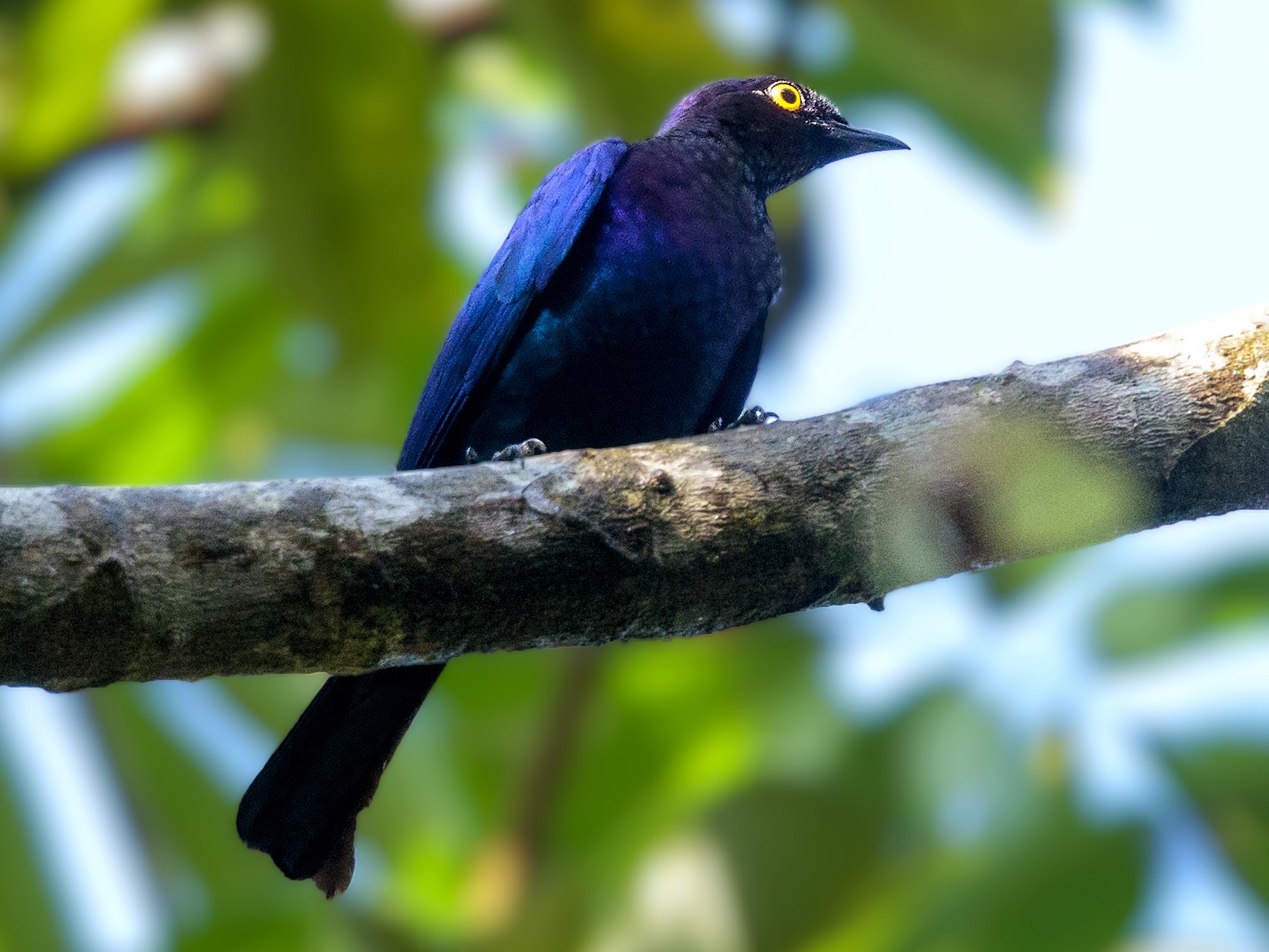 Copper-tailed Starling - eBird