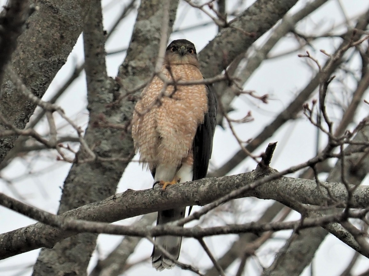 eBird Checklist - 21 Feb 2023 - Canco Woods, Portland - 15 species