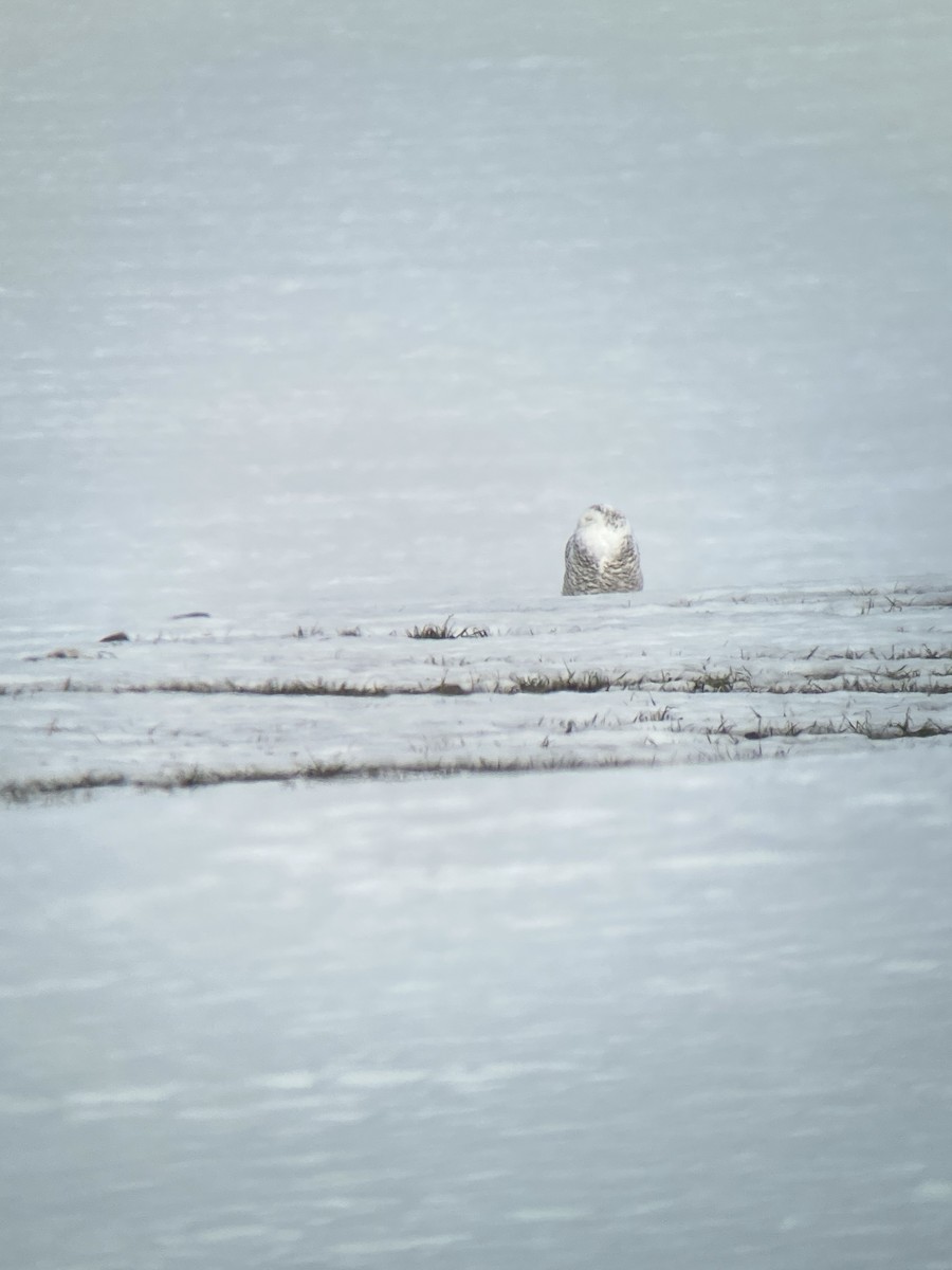 eBird Pacific Northwest Checklist - 20 Feb 2023 - Waterville Plateau ...