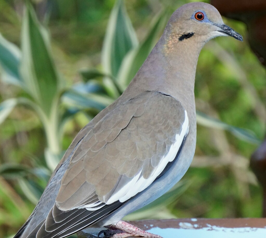 eBird Caribbean Checklist - 20 Feb 2023 - Hato Neighborhood - 15 species
