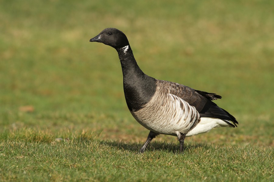 Brant (Atlantic) - eBird