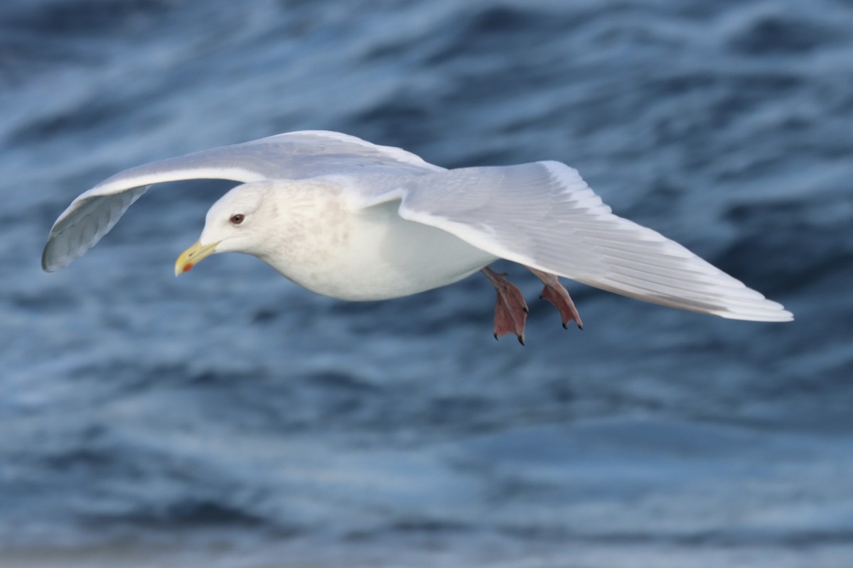 ML538149151 Iceland Gull (kumlieni) Macaulay Library
