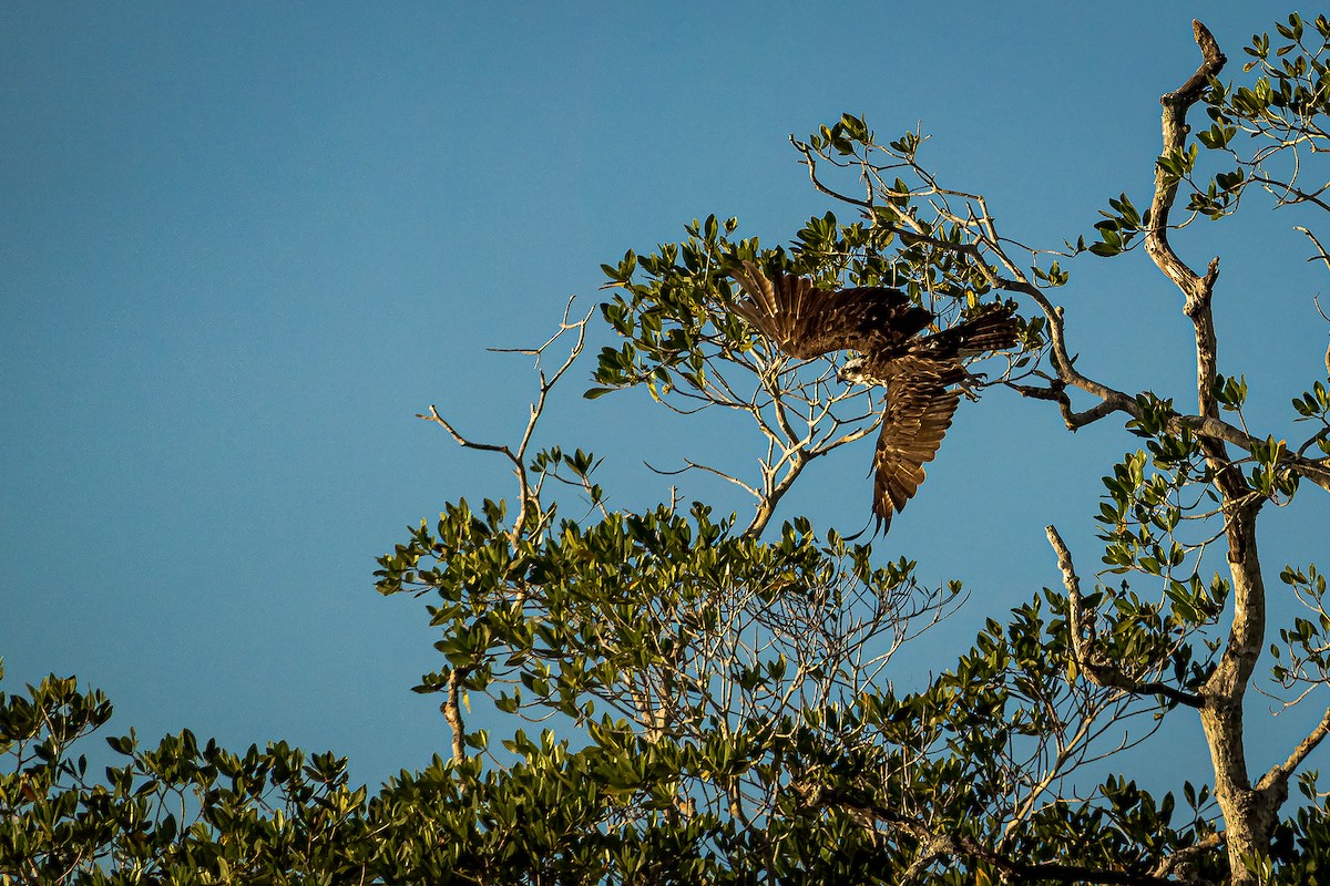 ML538149921 Osprey Macaulay Library
