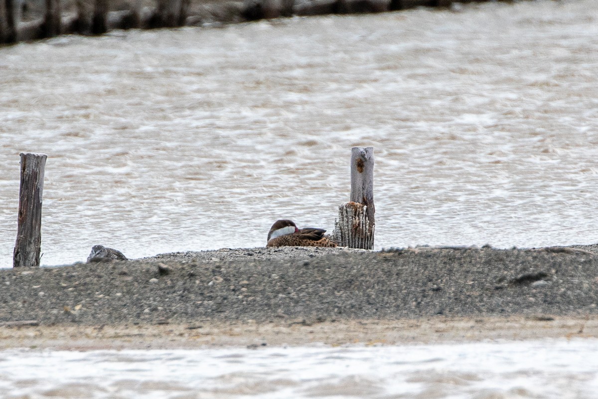 eBird Checklist - 8 Feb 2023 - Monumento Natural Bahía de las Calderas ...
