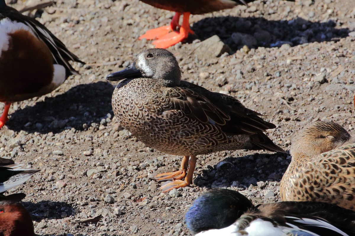 eBird Checklist - 20 Feb 2023 - Henderson Bird Viewing Preserve - 3 species