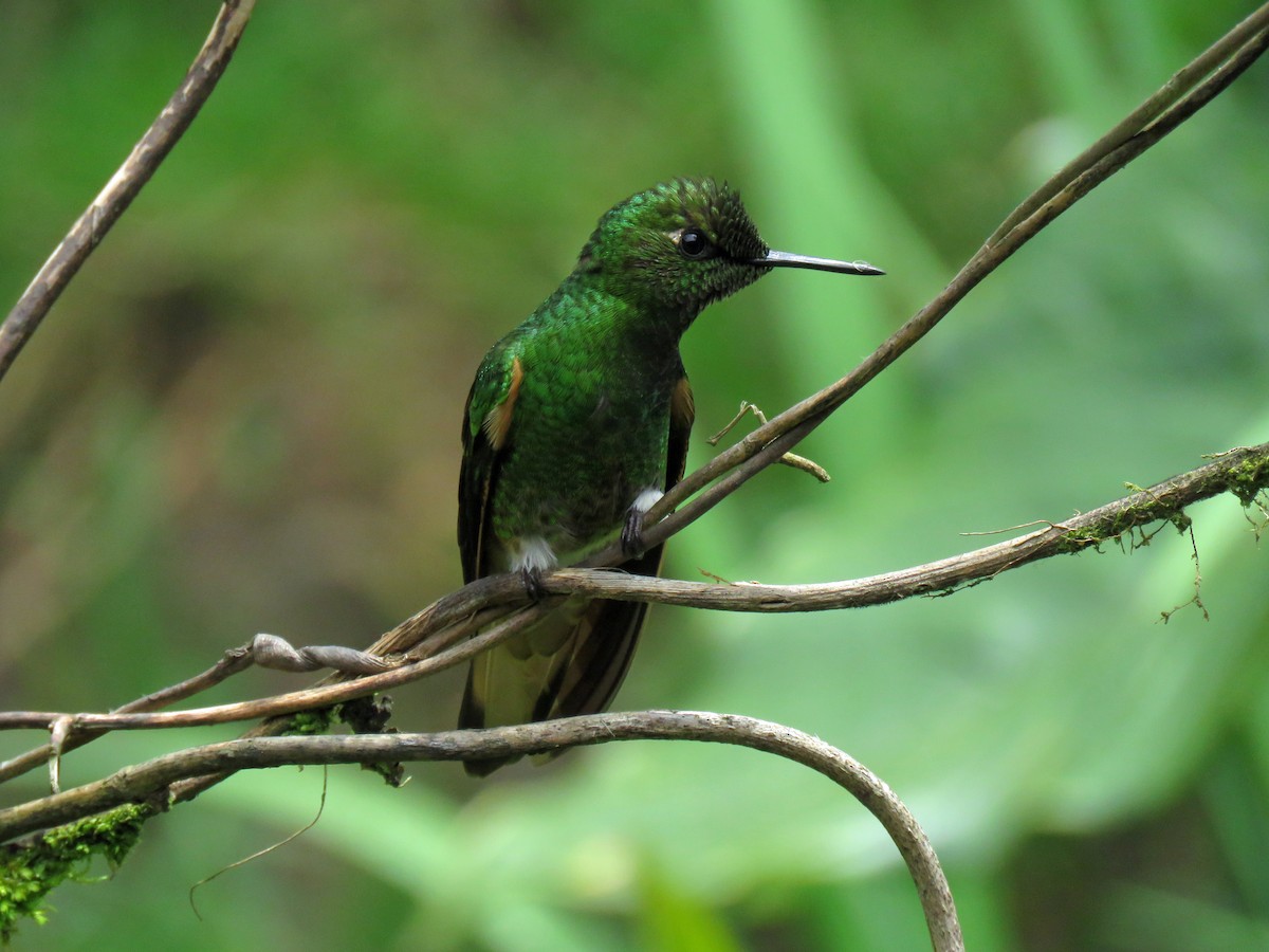 eBird Checklist - 24 Feb 2019 - Reserva Ecológica Río Blanco - 79 species