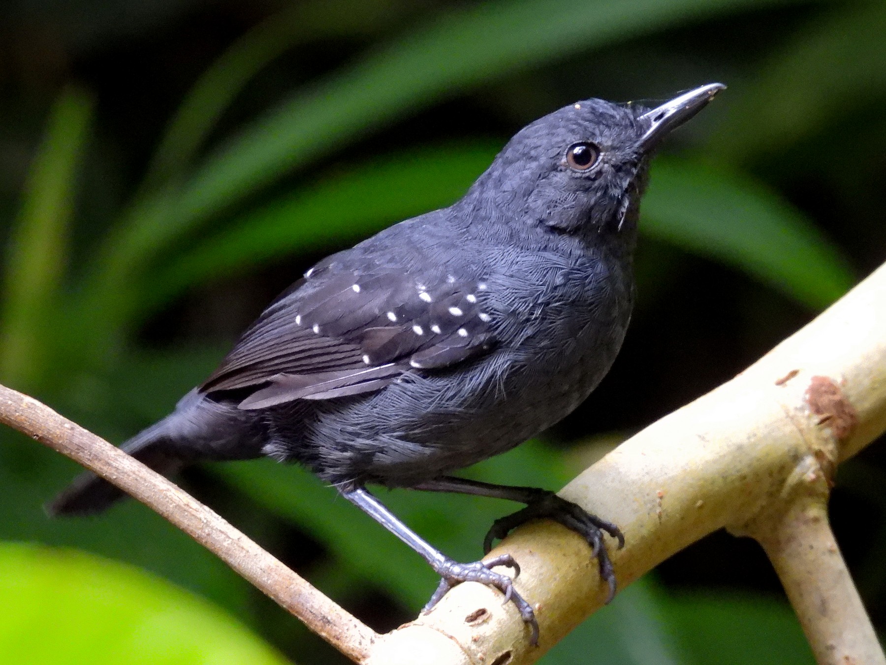 Brownish-headed Antbird - eBird