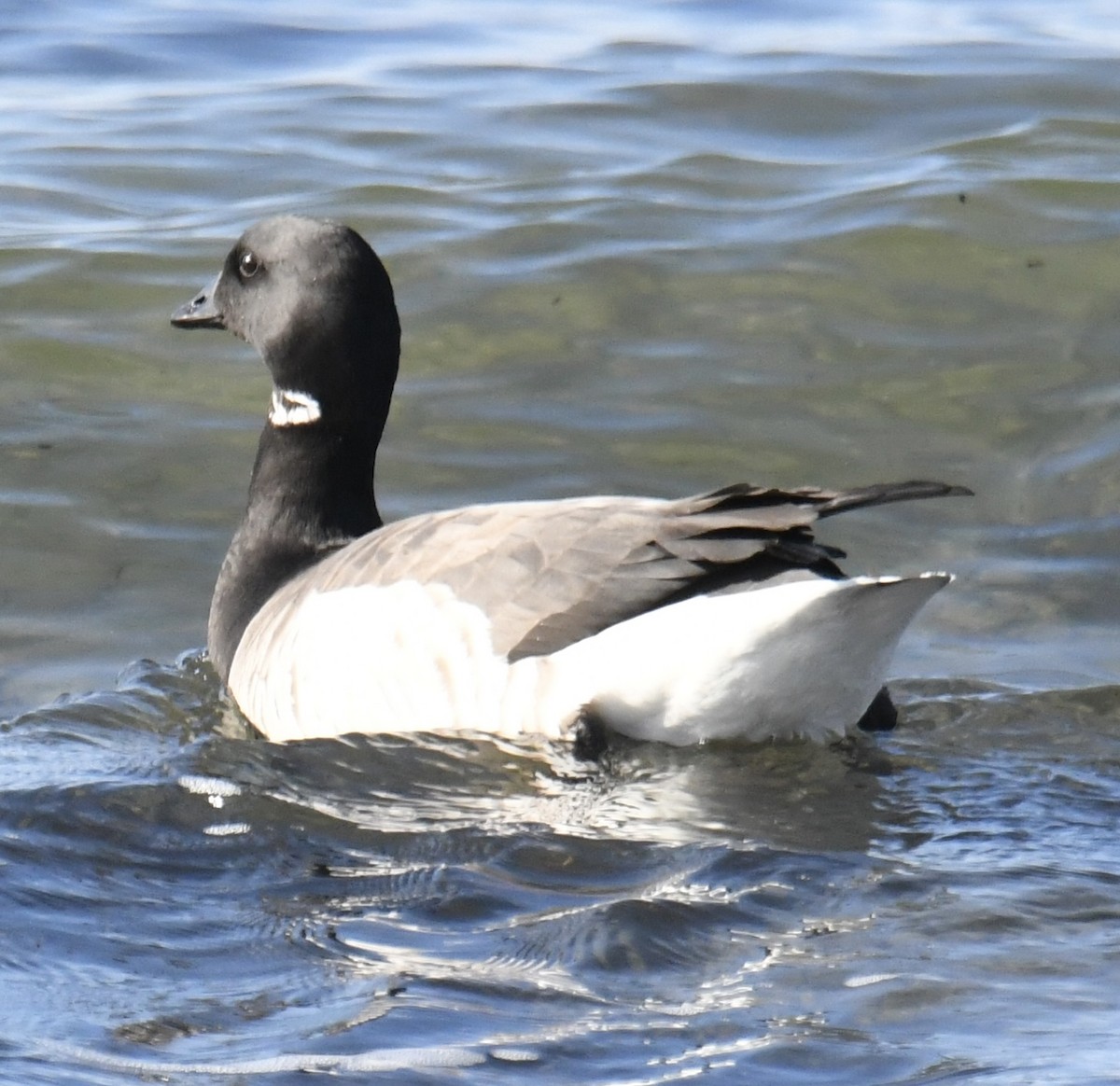 Maine Bird Atlas Checklist - 22 Feb 2023 - Kettle Cove - 9 species