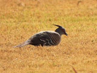 Illustrated Checklist - Koobooroo Oval (Exmouth), Exmouth, WA, AU ...