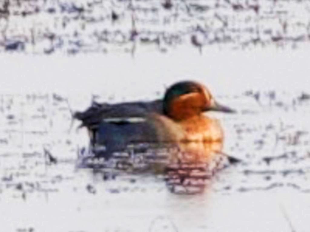 eBird Checklist - 21 Feb 2023 - Ang Trapeang Thmor - 65 species