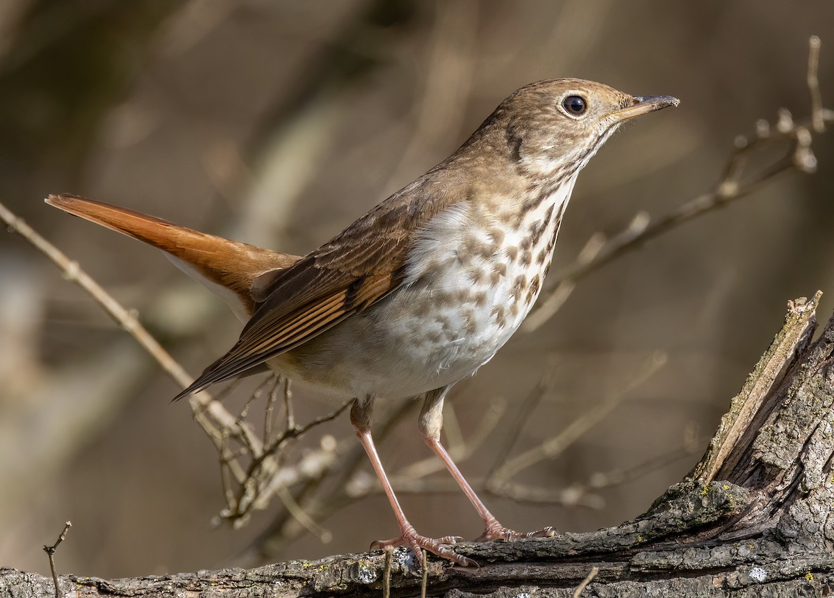 eBird Checklist - 21 Feb 2023 - Haynes Bottom WMA - 42 species