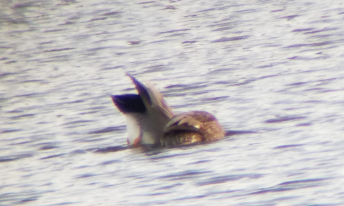 eBird Checklist - 23 Feb 2023 - 101 Hawk Springs Drive, McLoud ...