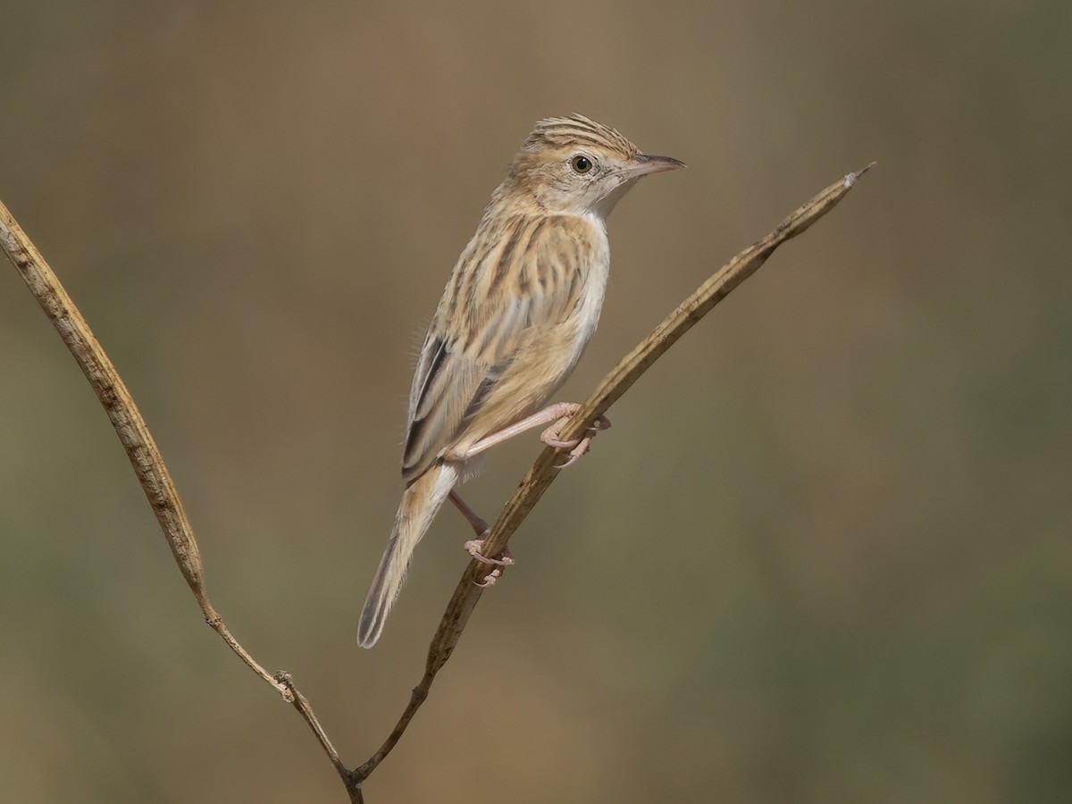 Desert Cisticola - Cisticola aridulus - Birds of the World