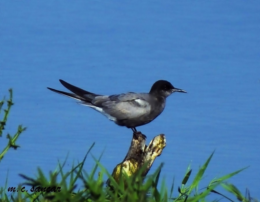 eBird Checklist - 28 Apr 2021 - Çakırca Köyü - 61 species