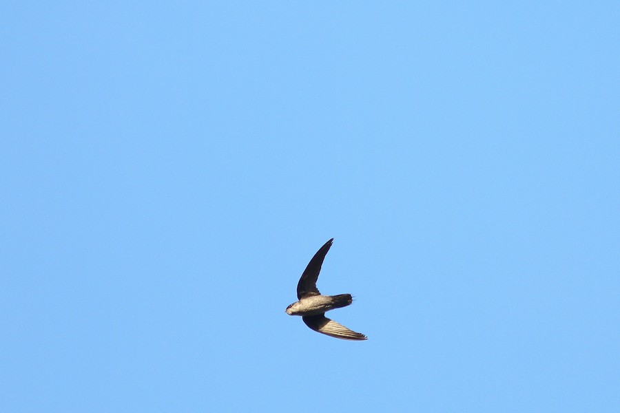 Grey-rumped Swift (Grey-rumped) - eBird