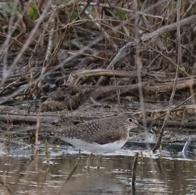 eBird Checklist - 22 Feb 2023 - Quail Hill Preserve - 7 species