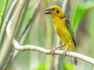 Finn's Weaver - Ploceus megarhynchus - Birds of the World