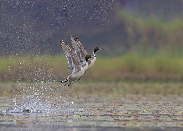 Pintail Duck Landing