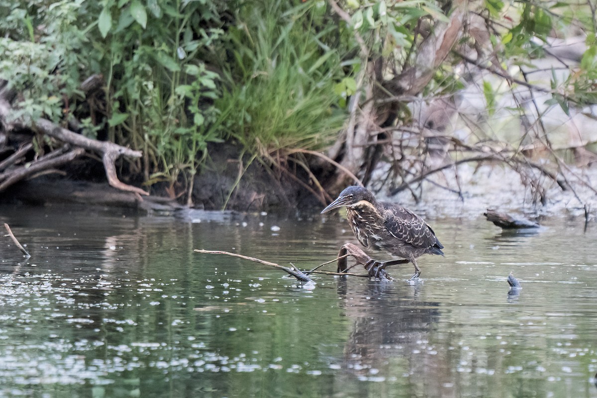 eBird Australia Checklist - 24 Feb 2023 - Sandy Camp Road Wetlands - 17 ...