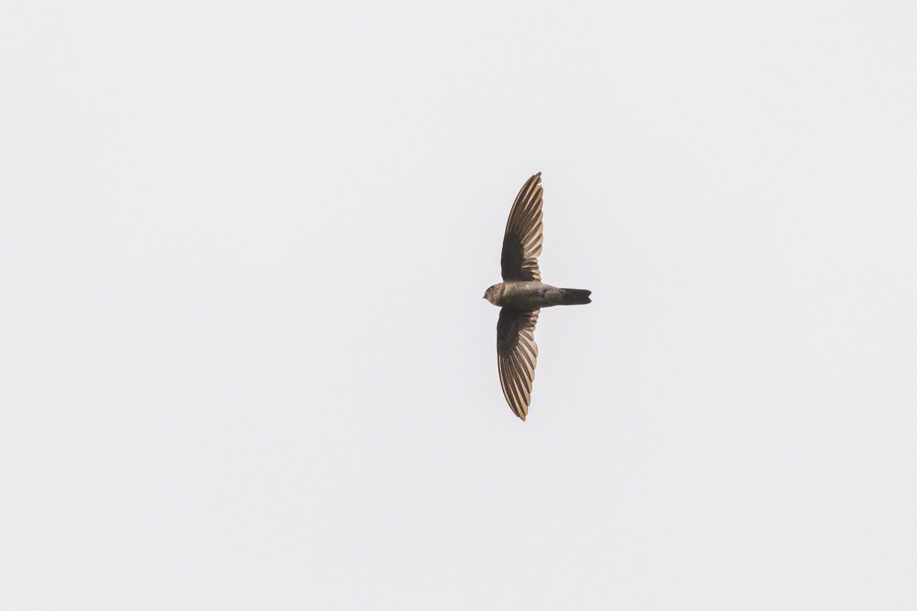 Aerodramus sp. - eBird