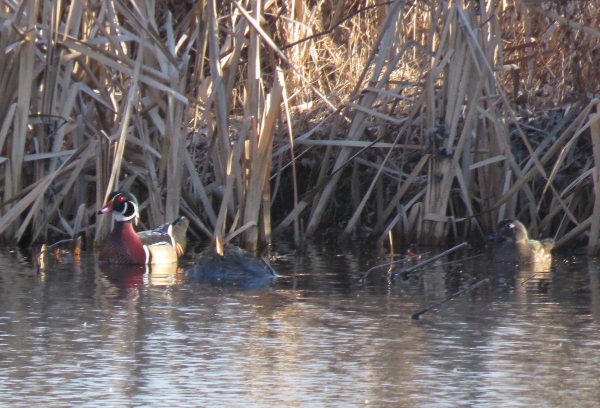eBird Checklist - 24 Feb 2023 - Monocacy National Battlefield--Gambrill ...