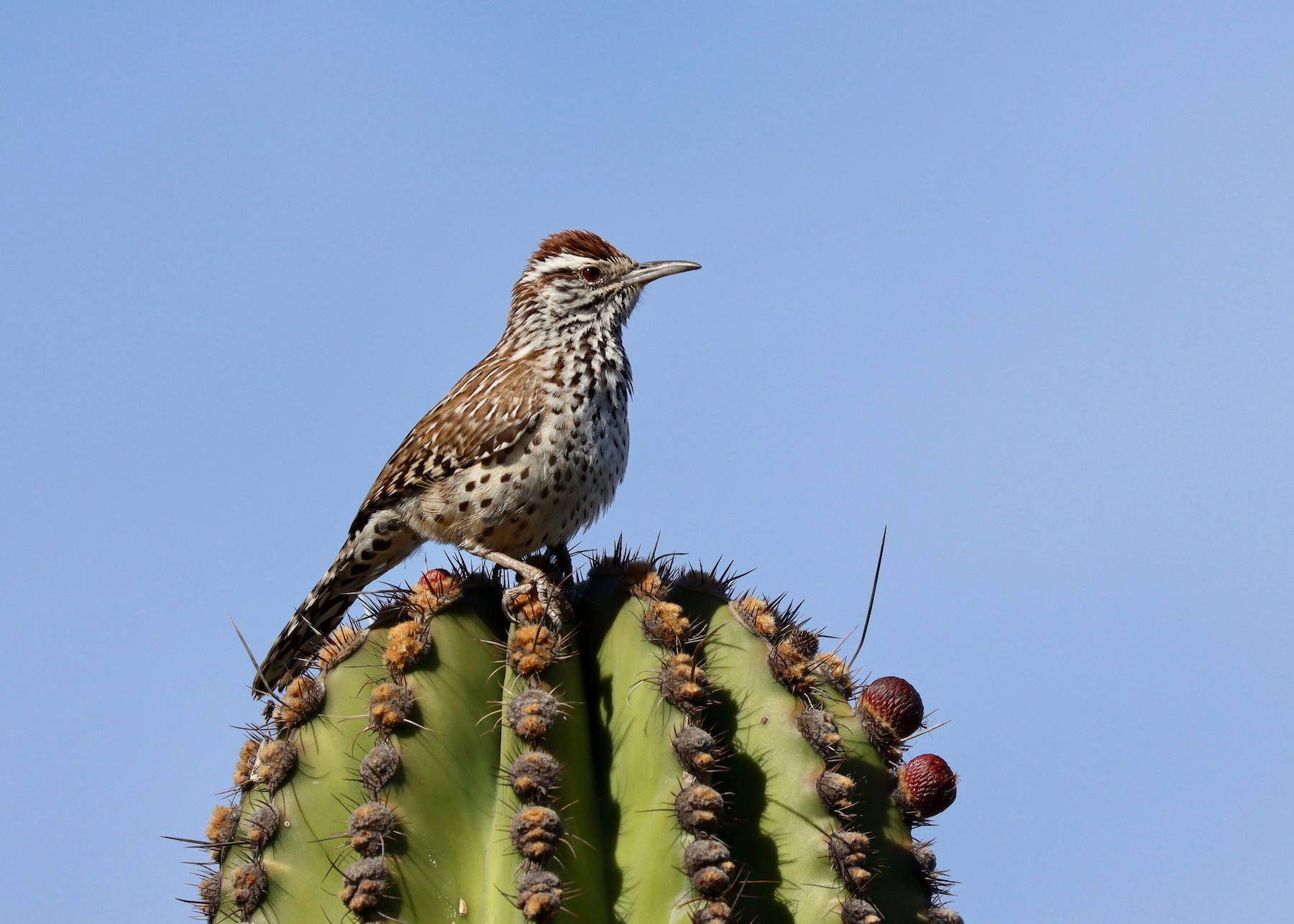 Cactus Wren (affinis Group) - eBird