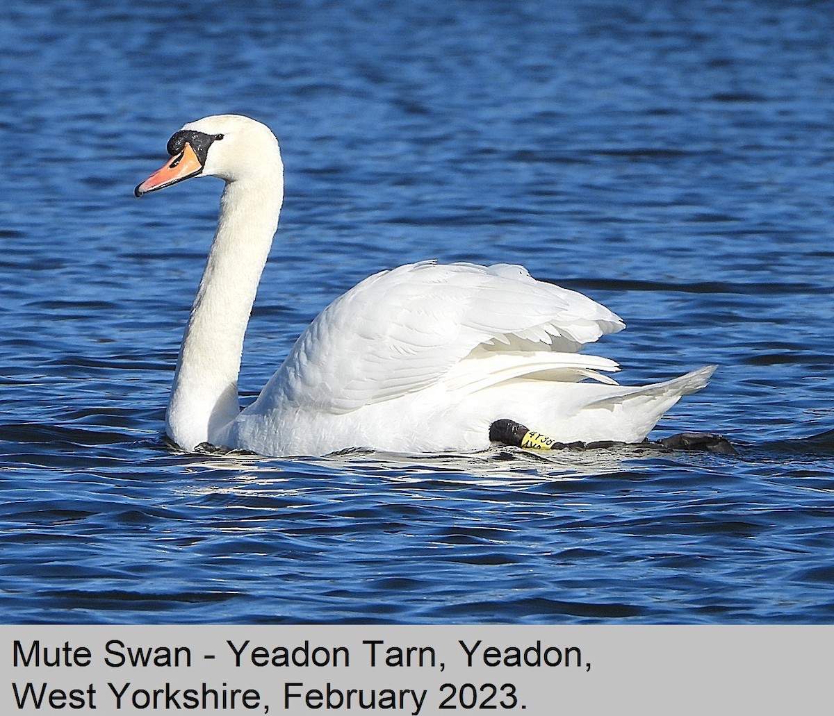 eBird Checklist - 23 Feb 2023 - Yeadon Tarn - 13 species