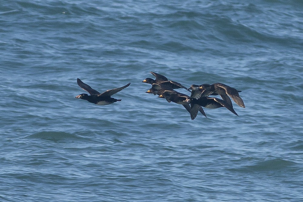 North Carolina Bird Atlas Checklist - 24 Feb 2023 - Atlantic Beach Pier ...
