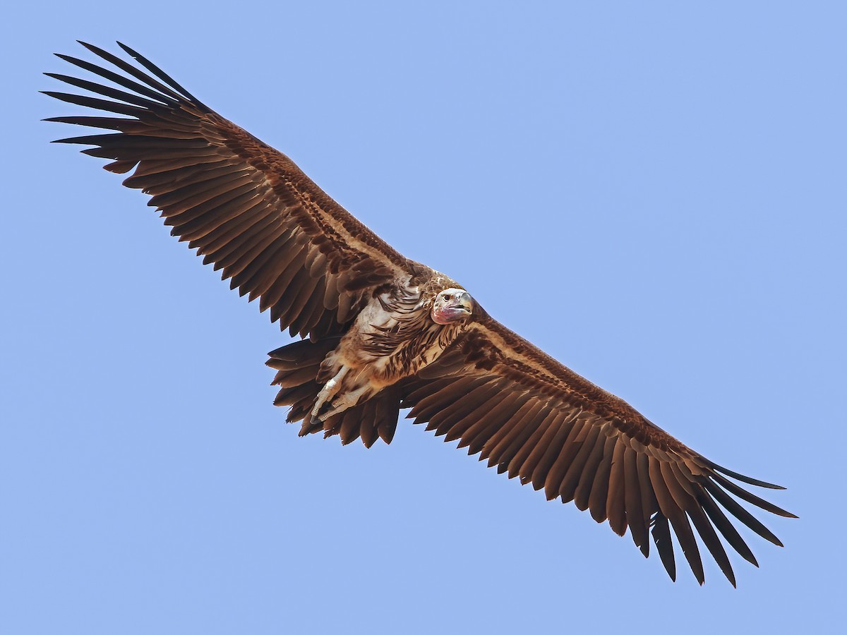 Lappet Faced Vulture Face