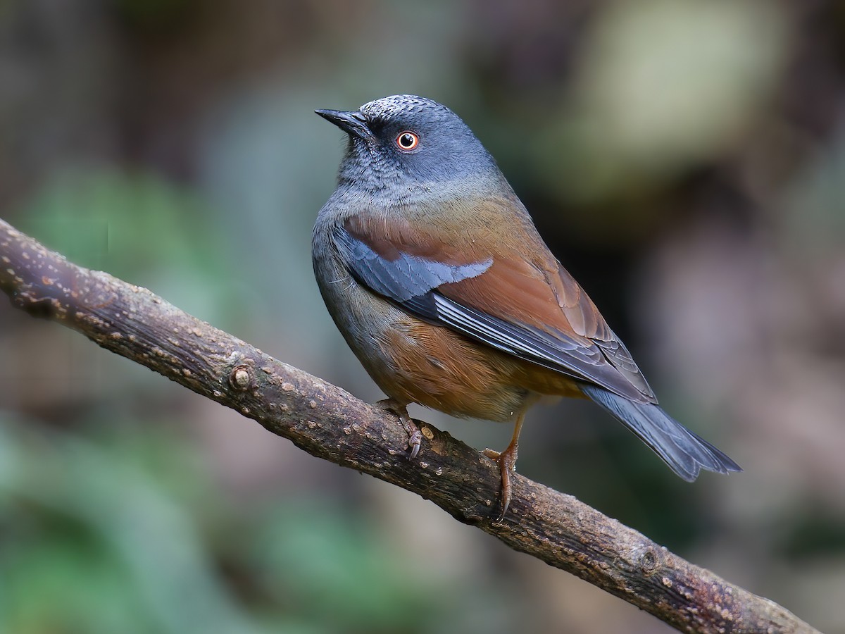 Maroon-backed Accentor - Prunella immaculata - Birds of the World