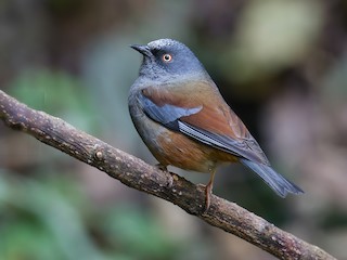 Maroon-backed Accentor - Prunella immaculata - Birds of the World