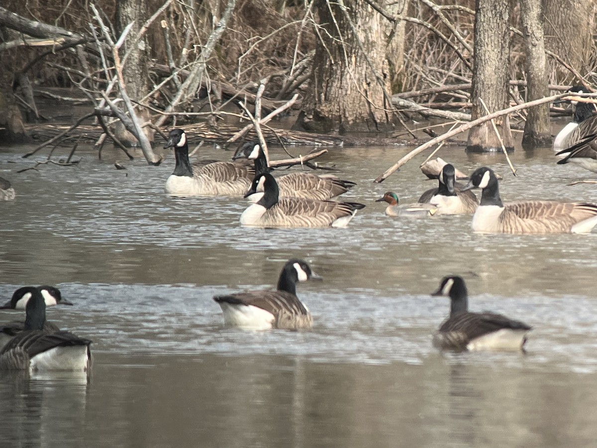 New Jersey eBird Checklist - 24 Feb 2023 - Assiscong Marsh - 24 species ...