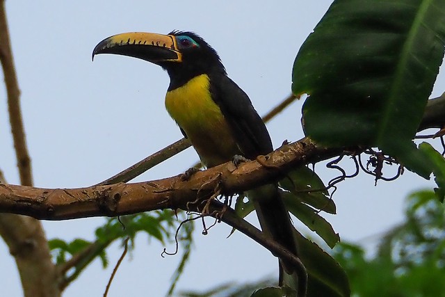 Lettered Aracari