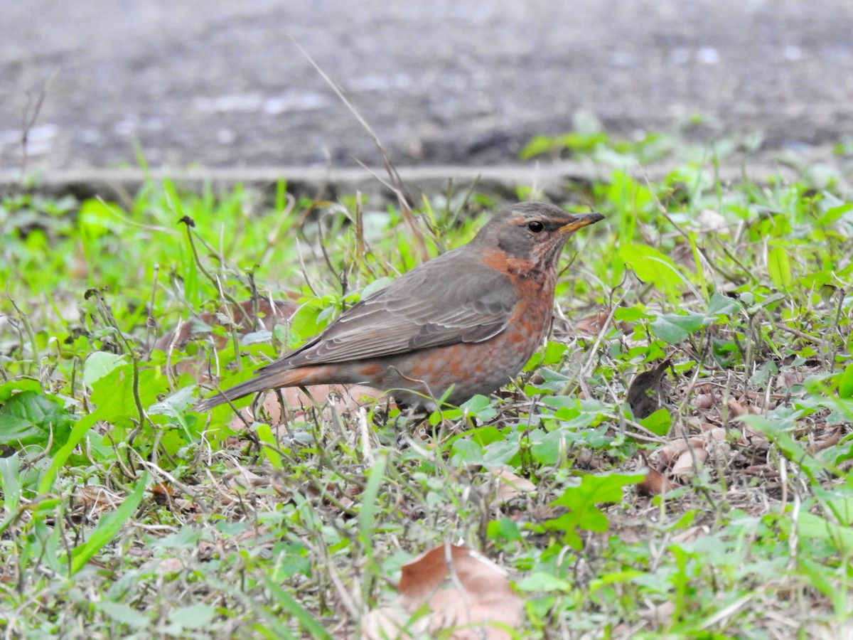 eBird Taiwan Checklist - 25 Jan 2023 - 台北金山--金山青年活動中心(Jinshan--Jinshan Youth Activity Center ...
