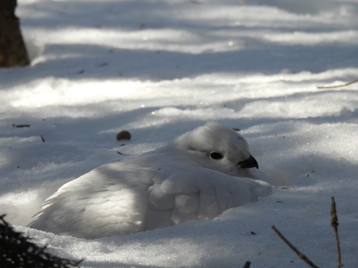 eBird Checklist - 25 Feb 2023 - 167 Rue Labrie, Pointe-aux-Outardes CA ...