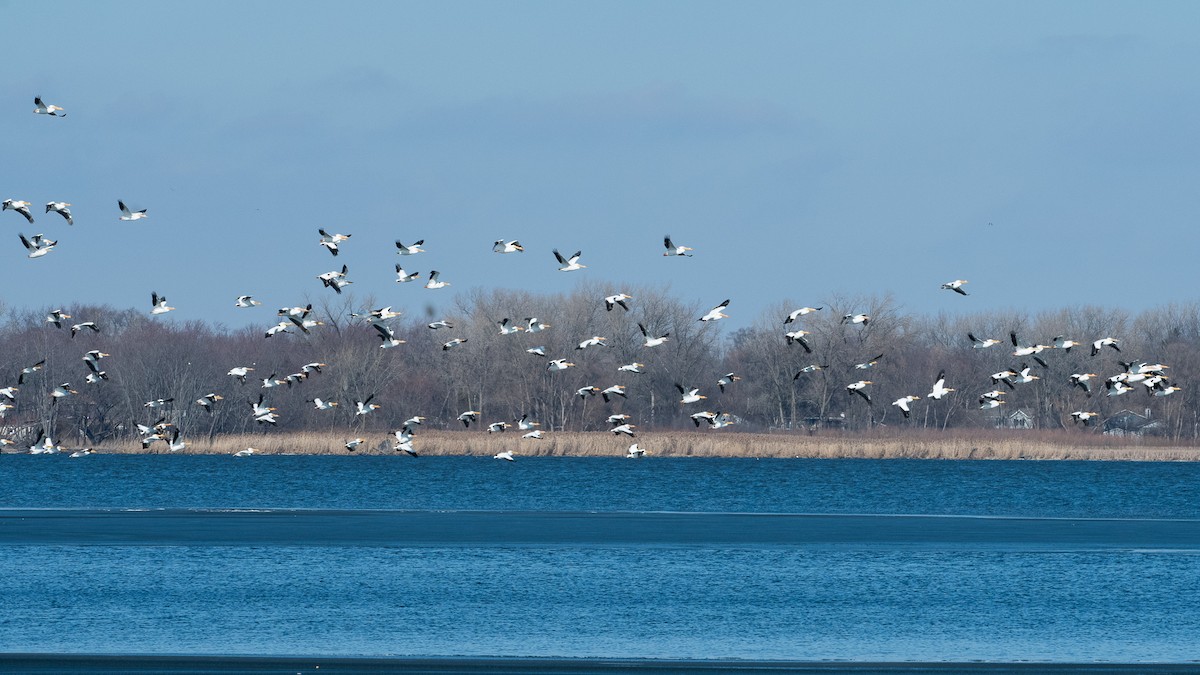 eBird Checklist - 25 Feb 2023 - Pistakee Lake--Bald Knob - 3 species ...