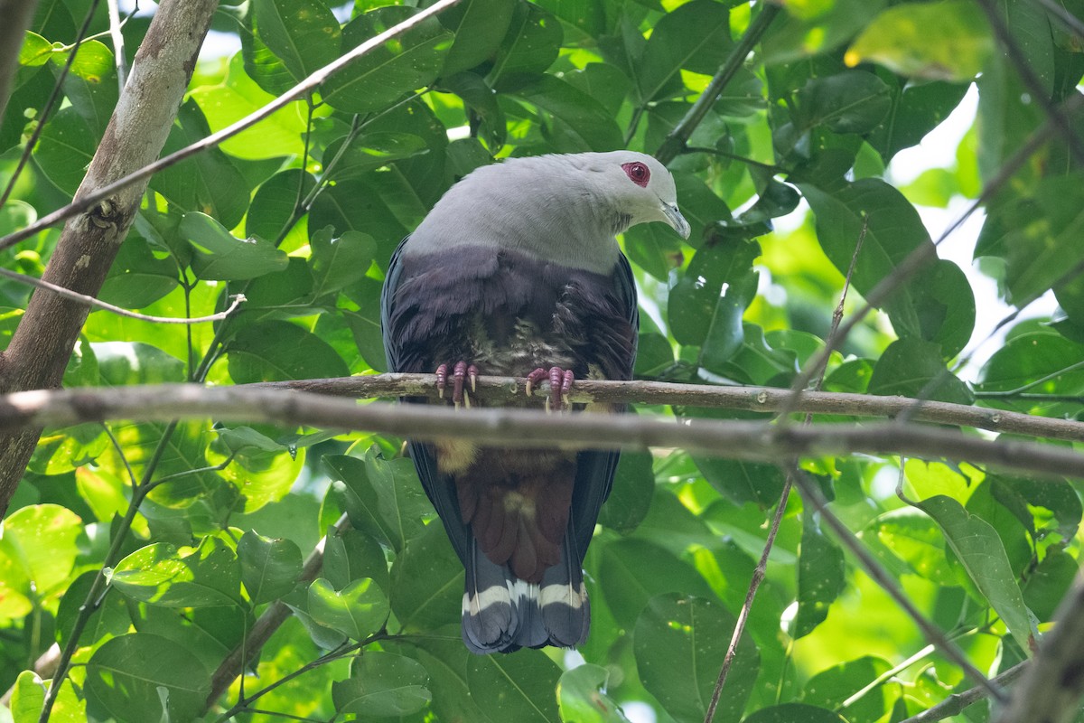 eBird Checklist - 15 Sep 2022 - Moses Gali's Goldie's Bird-of-Paradise ...