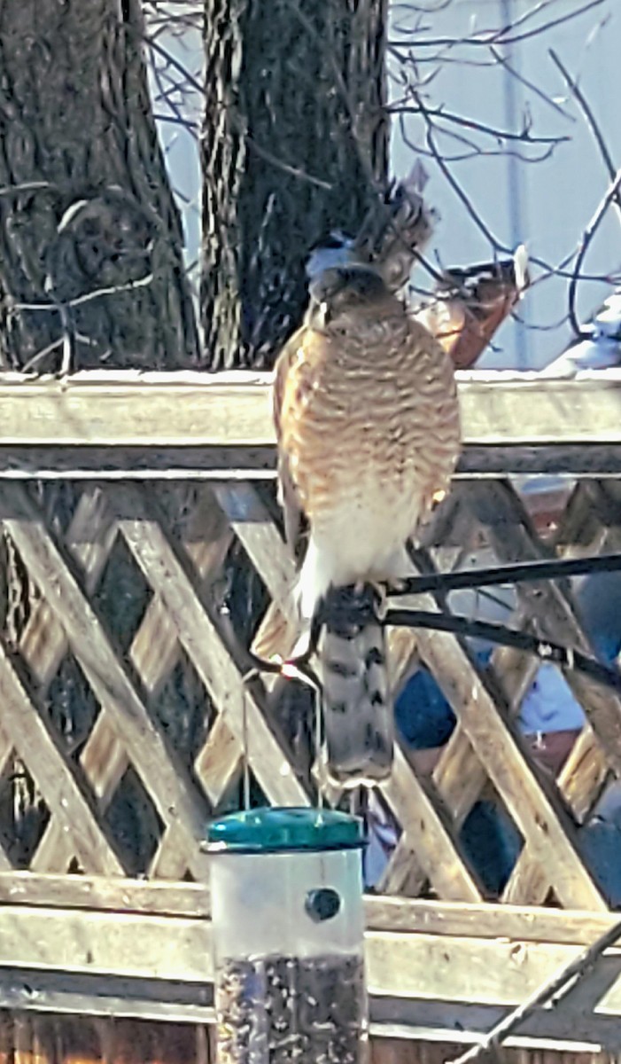 eBird Checklist - 25 Feb 2023 - Estevan - 1322 2nd Street - 10 species eBird Checklist - 25 Feb 2023 - Estevan - 1322 2nd Street - 10 species