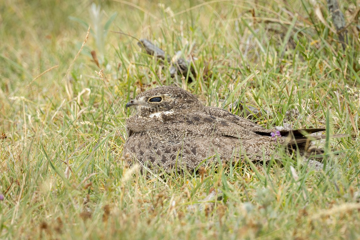 eBird Checklist - 2 Dec 2022 - PE do Espinilho - 48 species