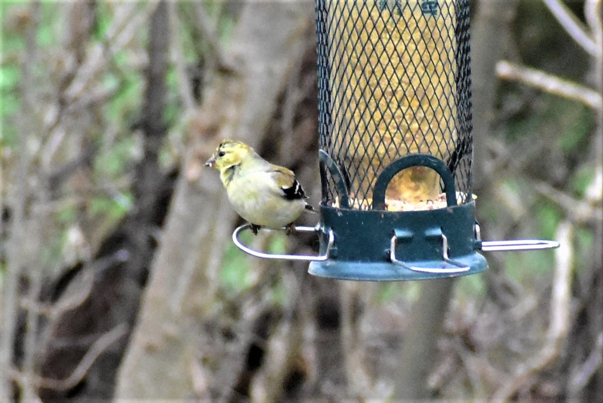 eBird Checklist - 22 Feb 2023 - Our Backyard, Franklin, KY, USA - 19 ...